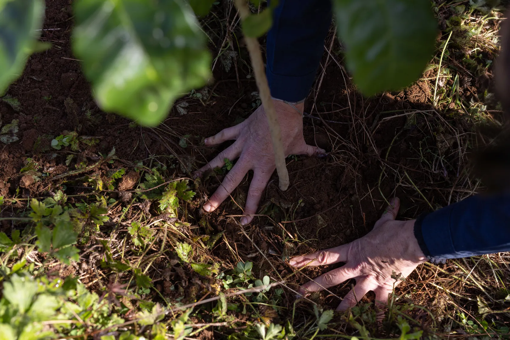 Te Rahui solar farm reaches financial close | Todd